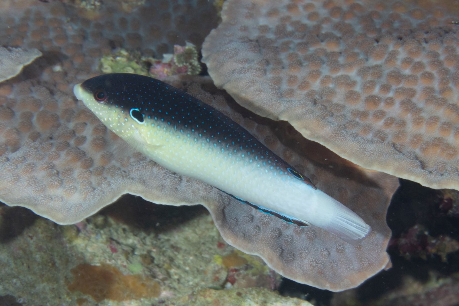 Anampses neoguinaicus Bleeker, 1878