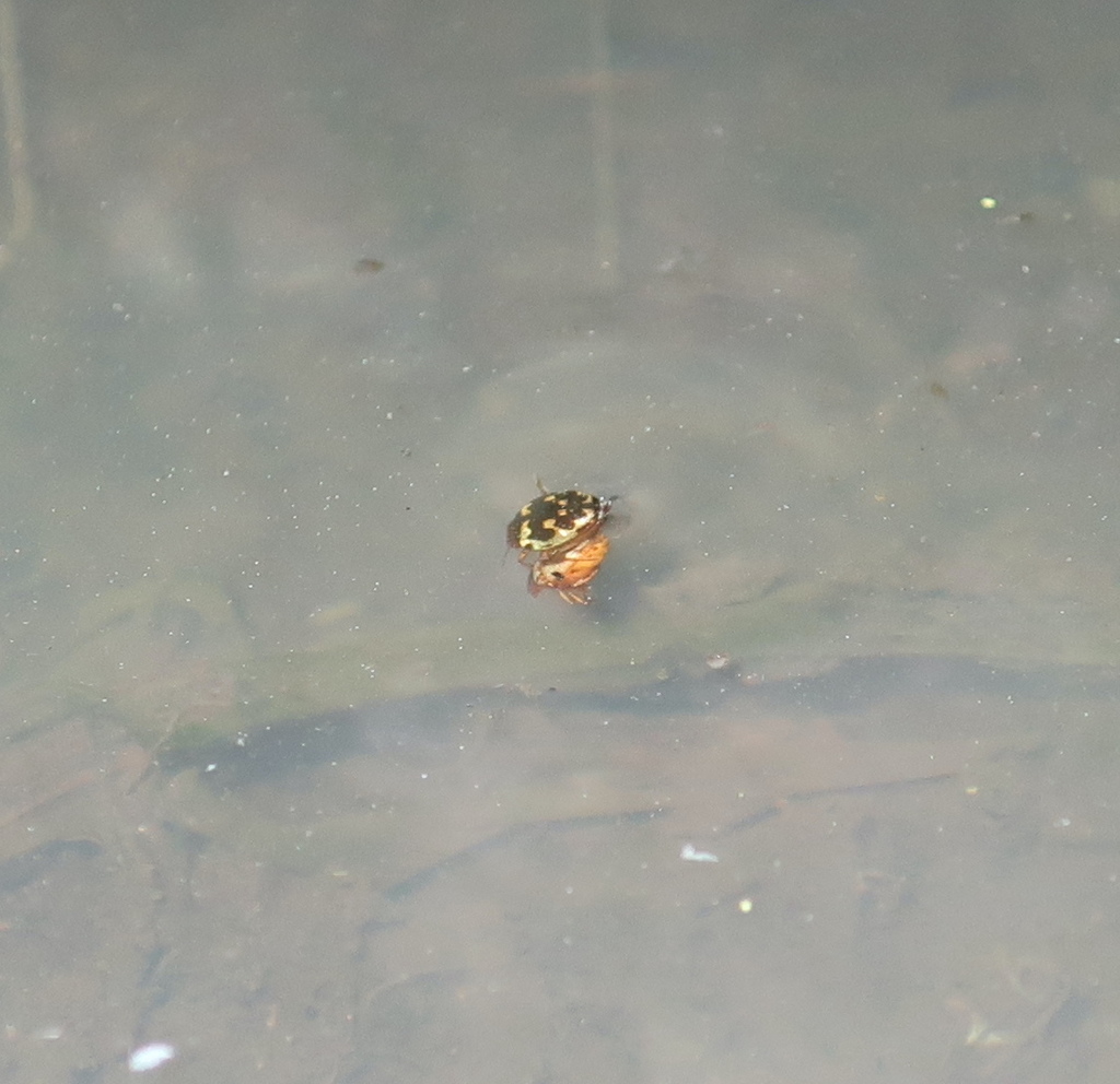 Hyphydrus japonicus from Daejeong-eup, Seogwipo-si, Jeju-do, South ...