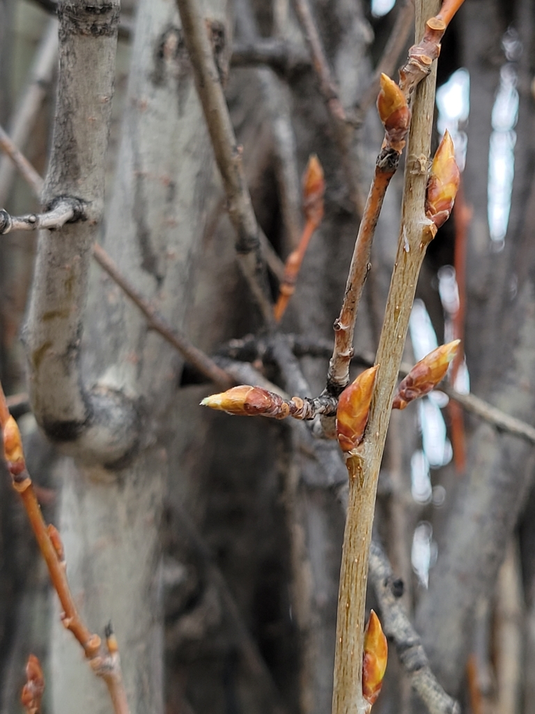 balsam poplar from Winnipeg, MB R2H 2S1, Canada on May 12, 2022 at 07: ...