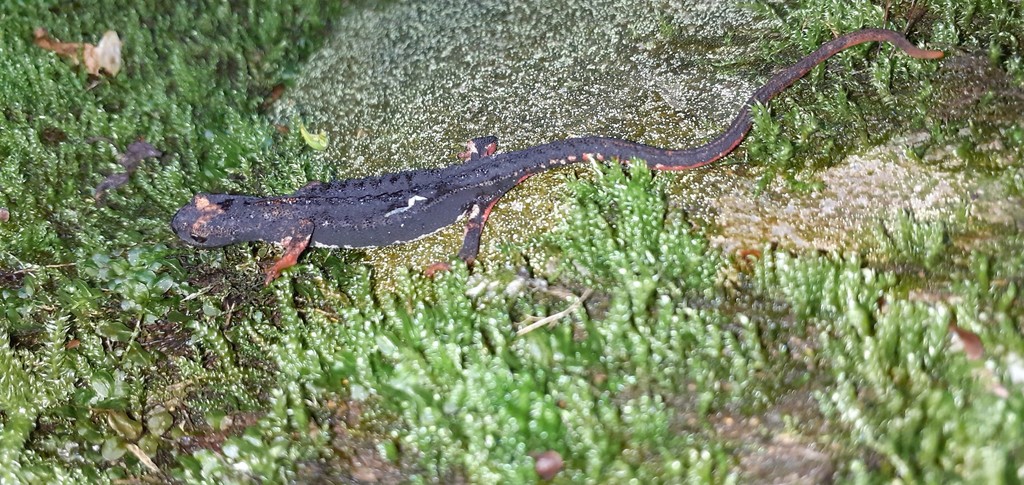Northern Spectacled Salamander in May 2022 by eDNA Lab - Serchio Basin ...