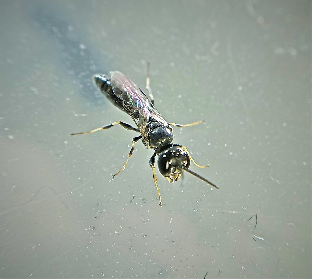 Picket-boring Aphid Wasps from Αγ. Βαρβάρα, Ελλάδα on May 07, 2022 at ...