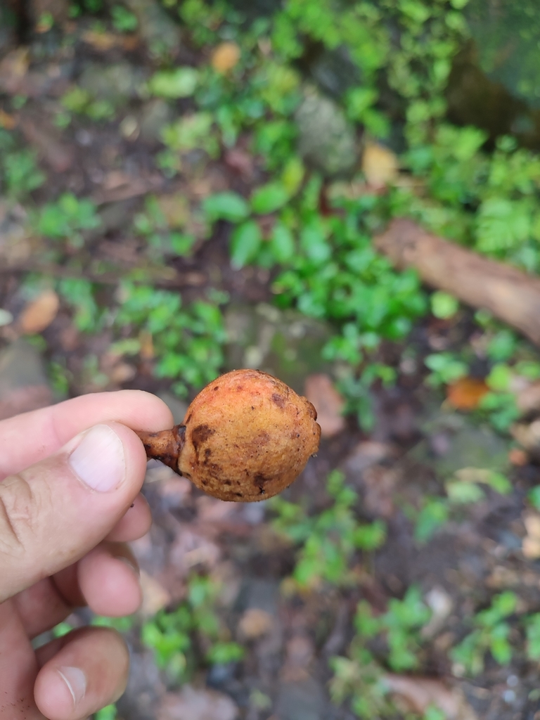 Ficus mucuso in May 2022 by Luis Silva. Figo porco · iNaturalist