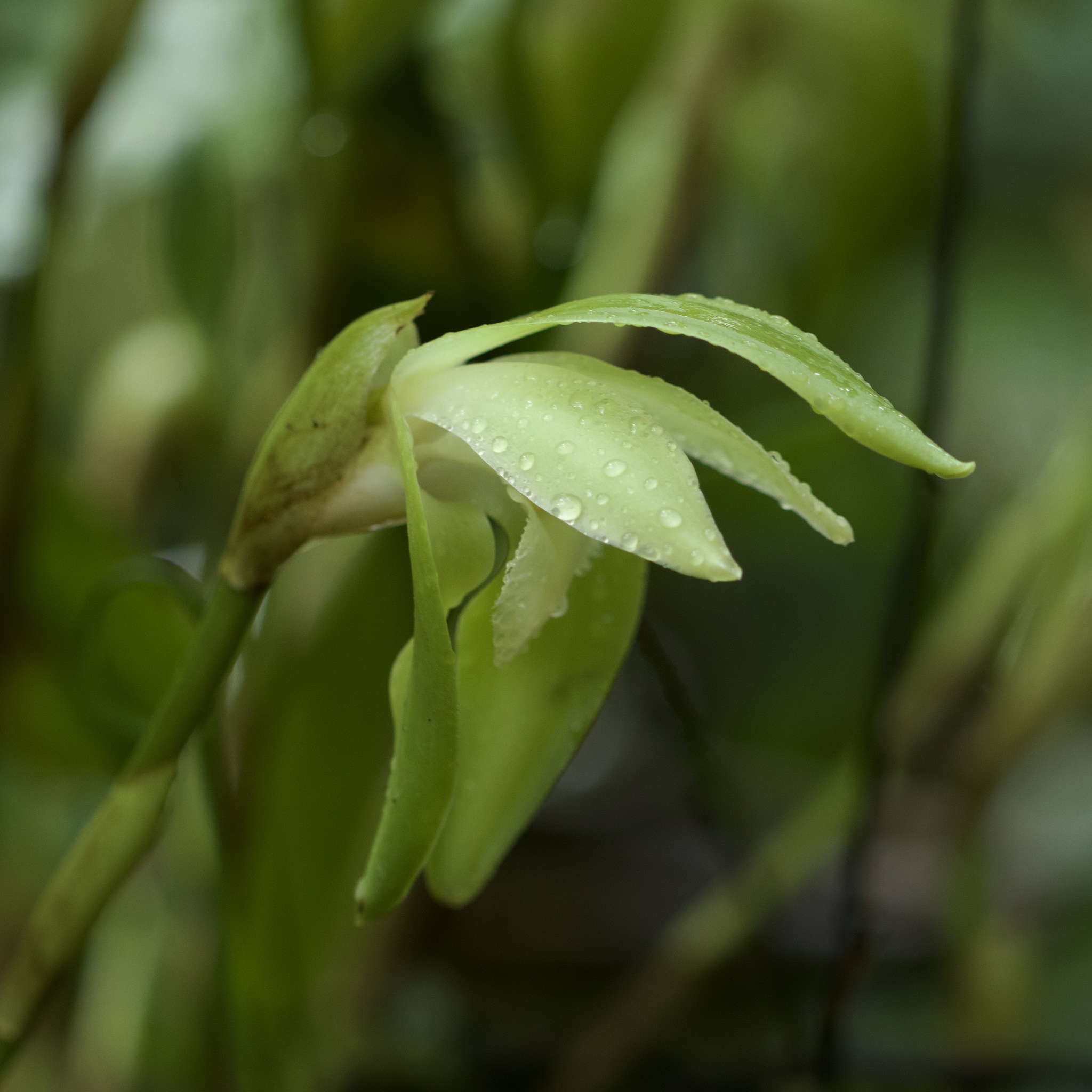 Ida fimbriata (Poepp. & Endl.) A.Ryan & Oakeley