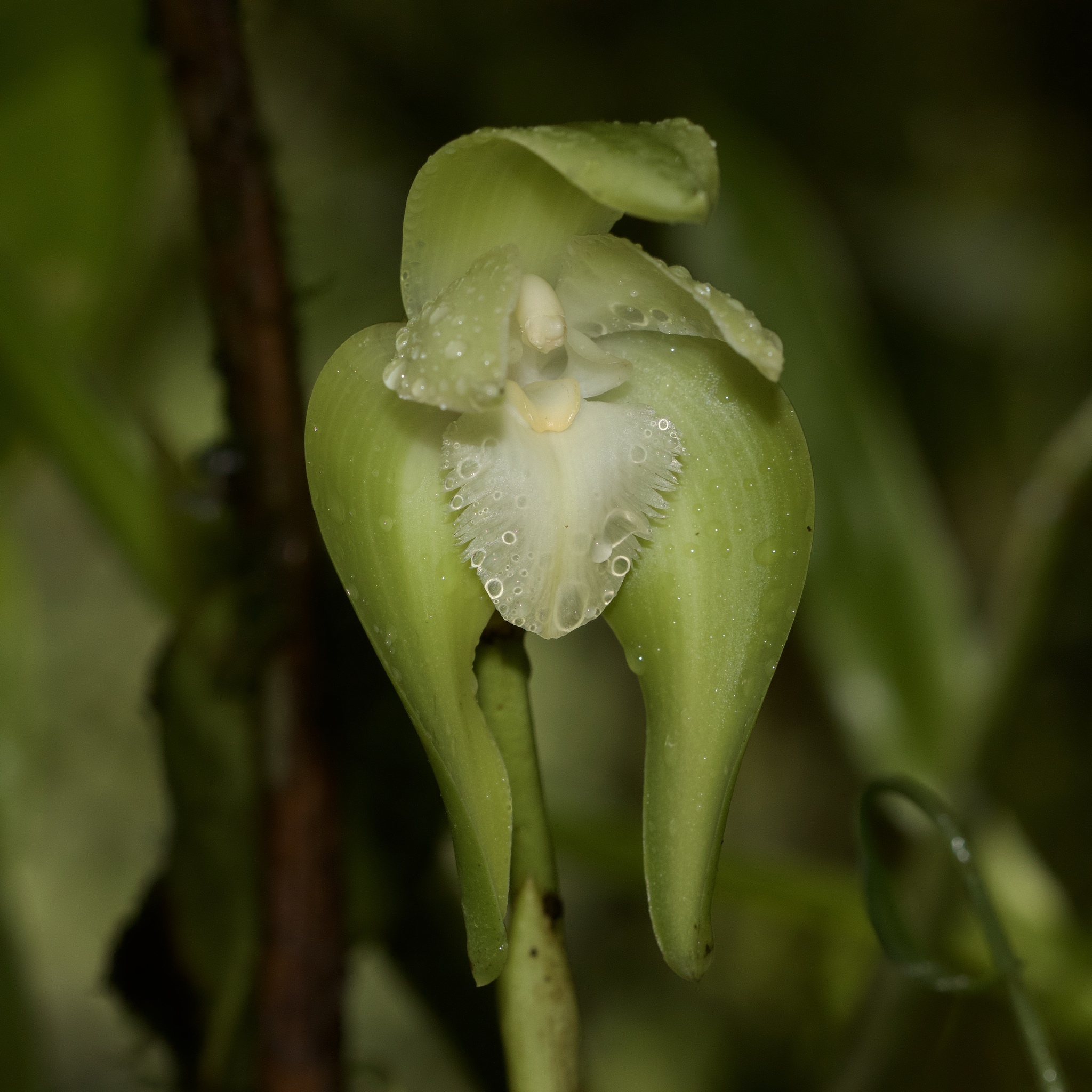 Ida fimbriata (Poepp. & Endl.) A.Ryan & Oakeley