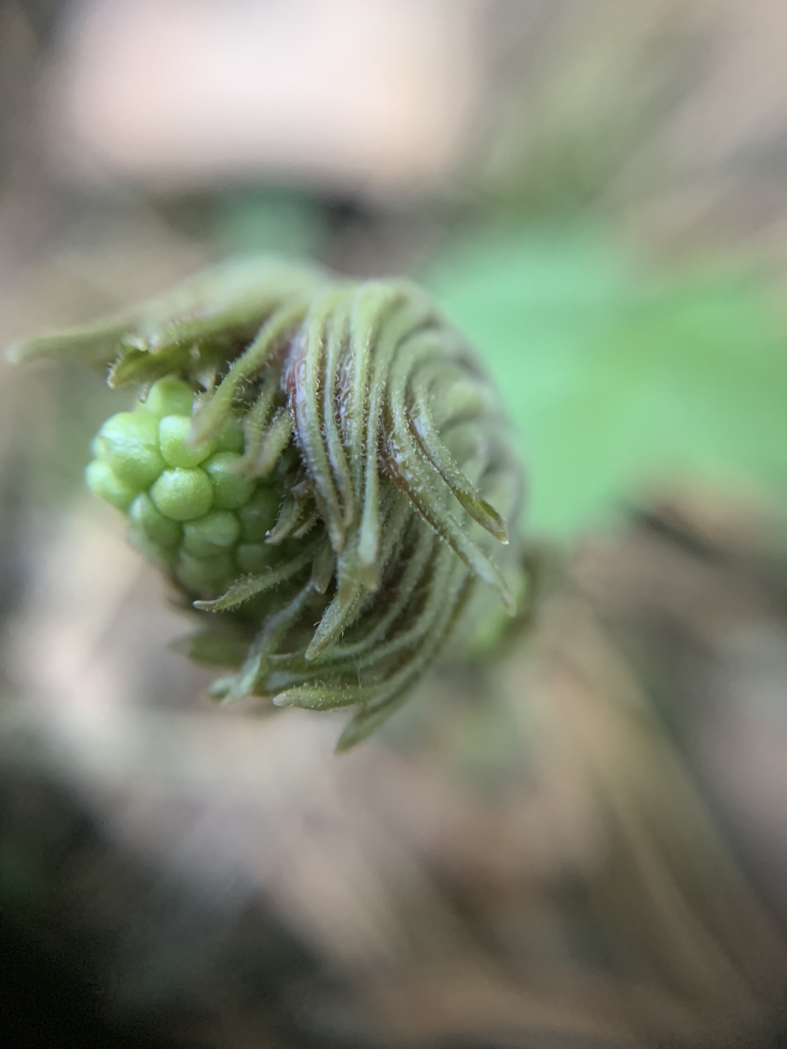 Actaea erythrocarpa (Fisch.) Freyn, 1895