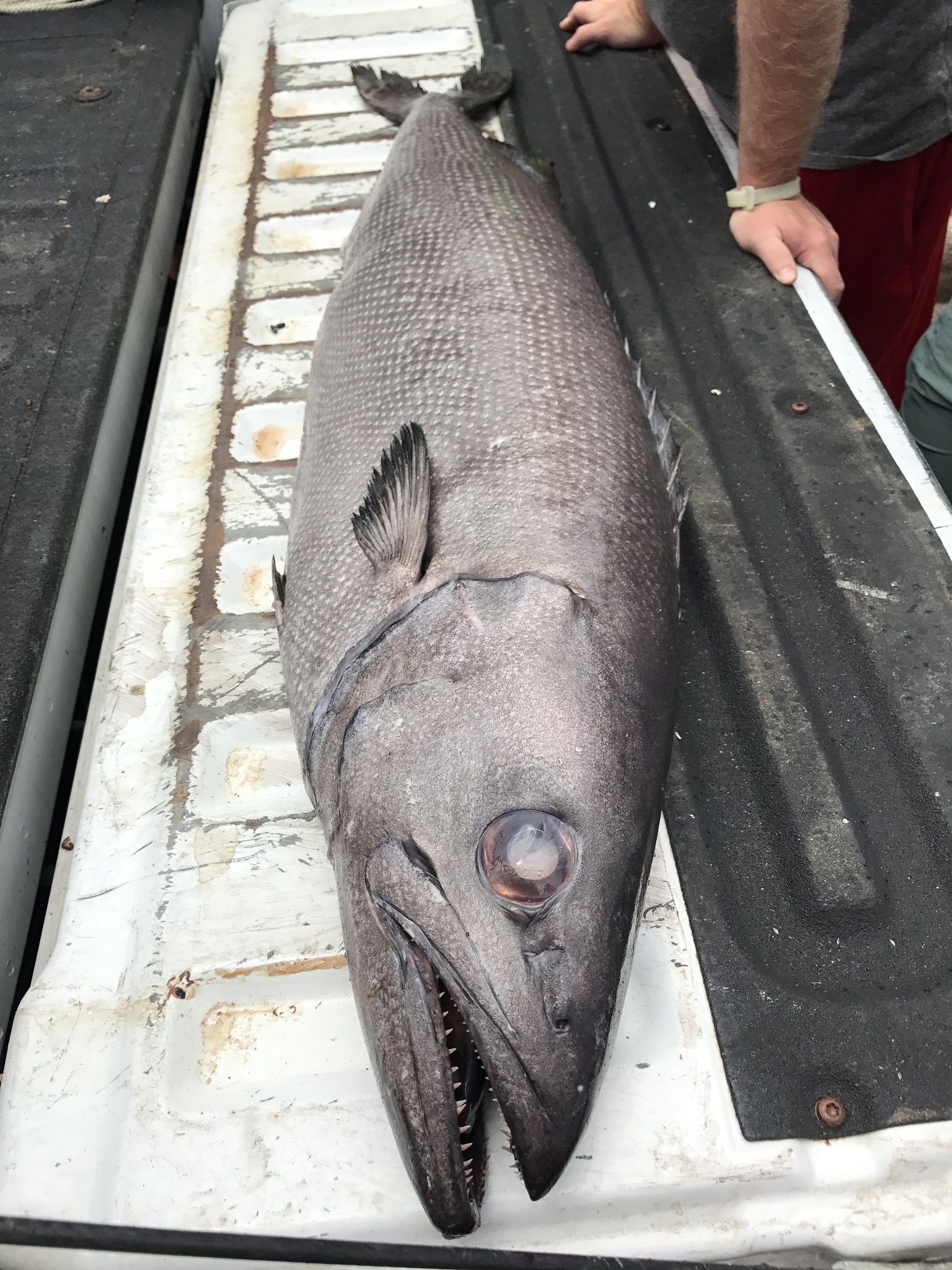 Ruvettus pretiosus Cocco, 1833