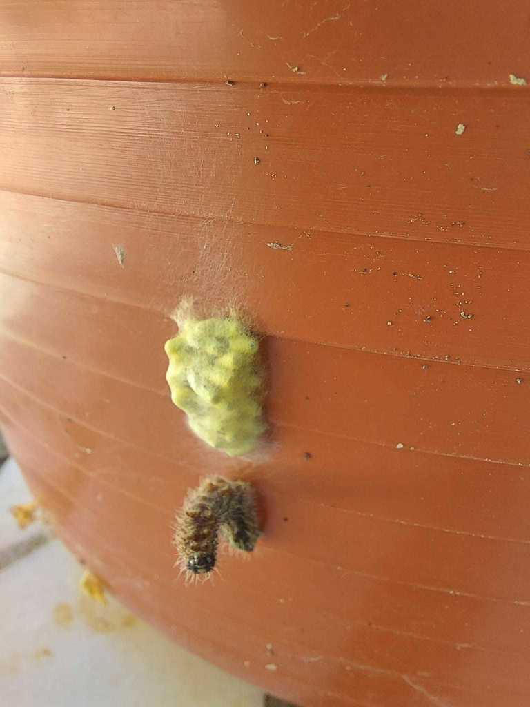 Cabbage White Parasitoid Wasp from Évora, Portugal on May 10, 2022 at ...
