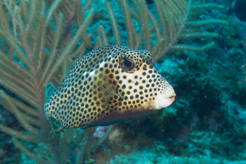 Spotted Trunkfish (Lactophrys bicaudalis) - Marine Life Identification