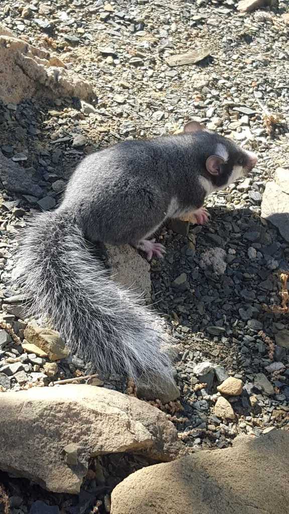 Spectacled Dormouse (Graphiurus ocularis) - Know Your Mammals