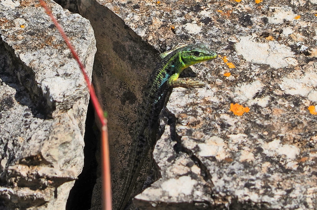 Snake-eyed Lizard from North Aegean Region, Chios island, Greece on ...