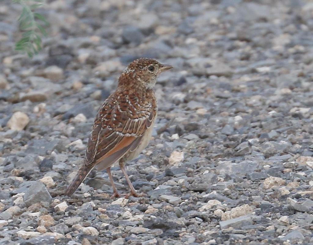 Eastern Clapper Lark from Bo-Karoo, South Africa on March 12, 2022 at ...
