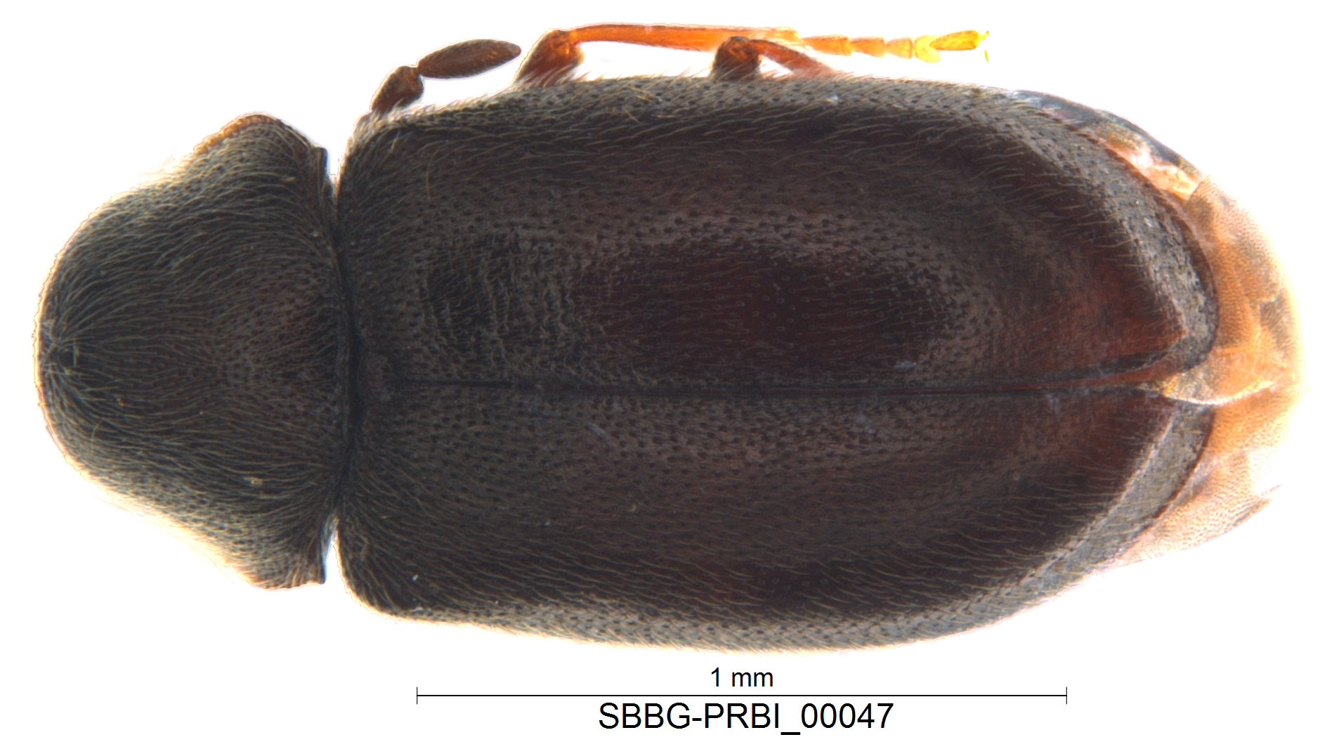 Ozognathus cornutus (LeConte, 1859)