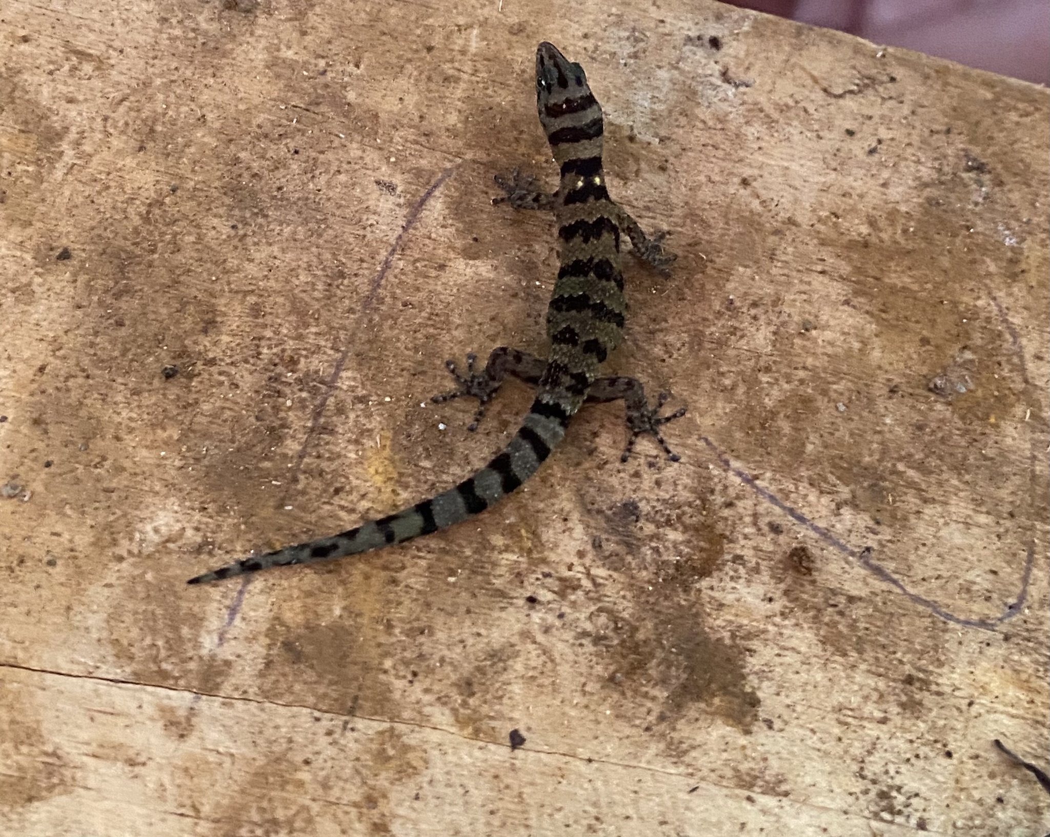 Sphaerodactylus samanensis Cochran, 1932