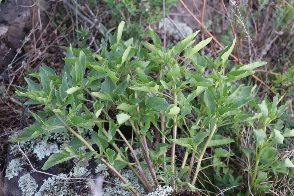 Physochlaina physaloides from Шебалинский р-н, Респ. Алтай, Россия on ...
