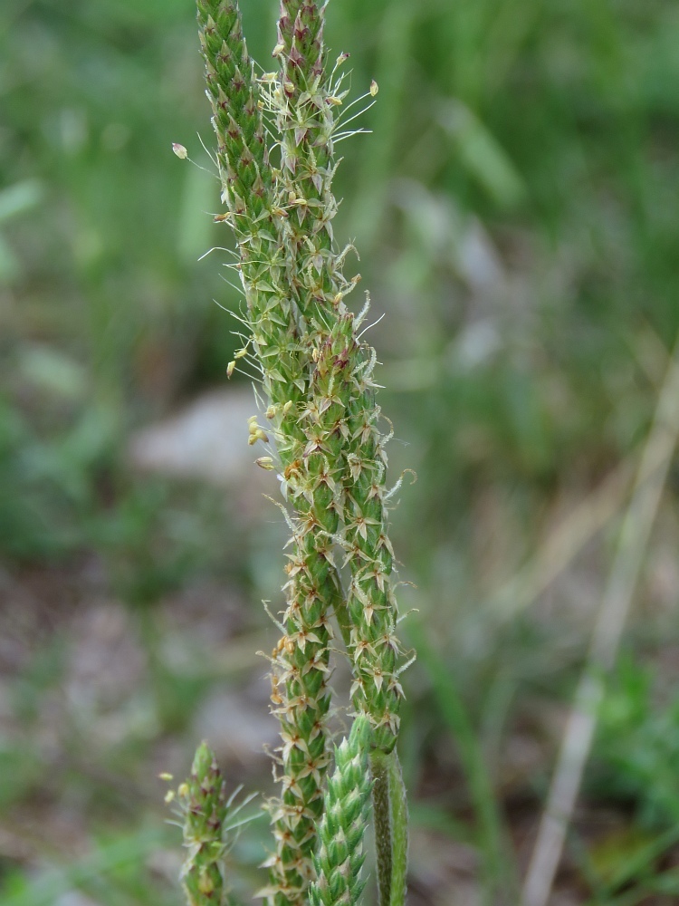 Plantago holosteum Scop.