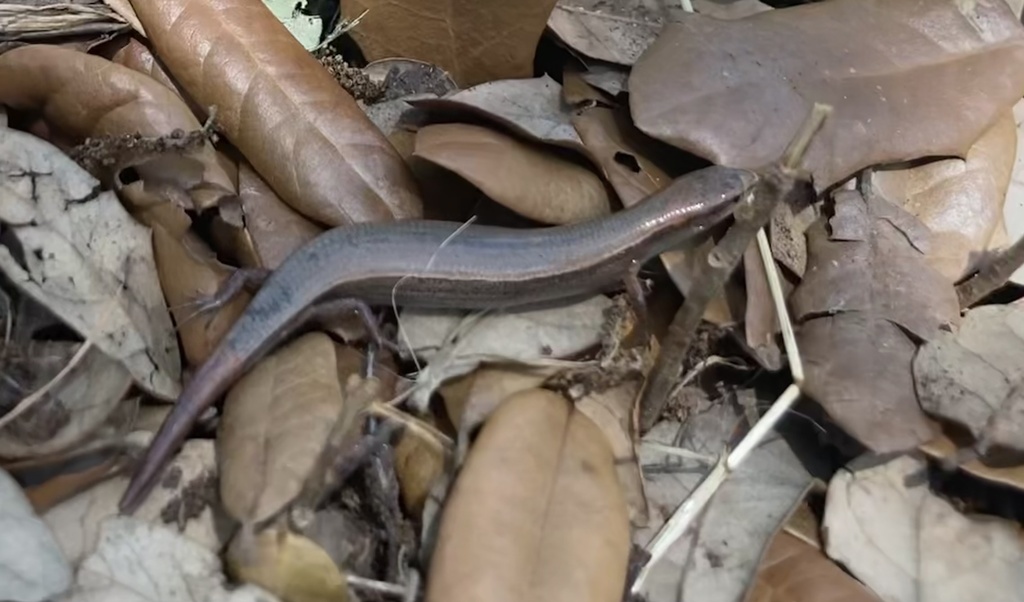 Little Brown Skink from Hunters Oak, Helotes, TX, US on May 12, 2022 at ...