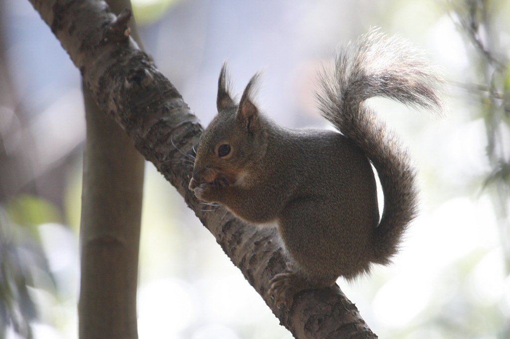 Japanese Squirrel (Sciurus lis) - Know Your Mammals