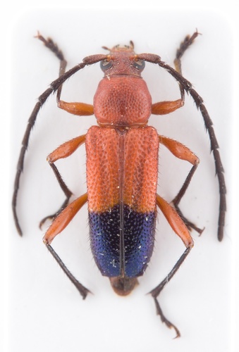 Trichrous dimidiatipennis · iNaturalist United Kingdom