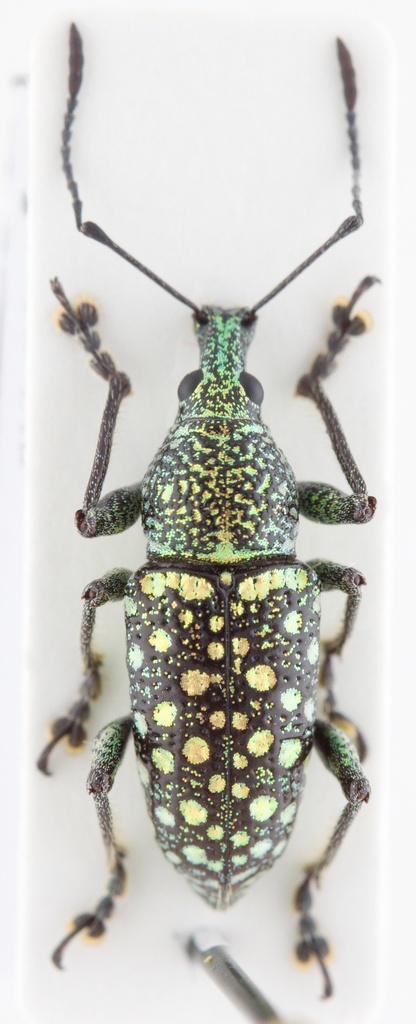 Geonemini from Oviedo, Dominikánská republika on July 04, 2021 at 08:57 ...