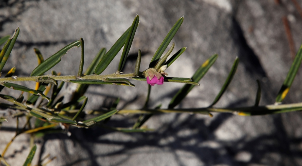 Willow Cape Sweetpea from Trail Leopard Kloof waterfall to Simonsbos ...