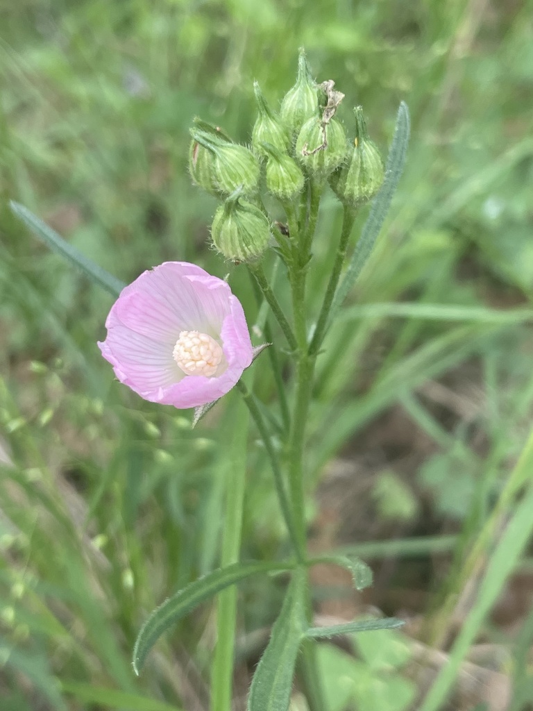 light poppymallow from Okmulgee, OK, US on May 10, 2022 at 10:04 AM by ...