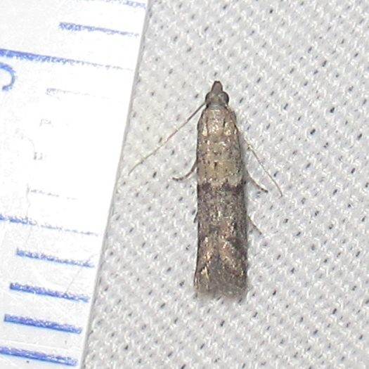 Dusky Raisin Moth from Indian Creek Ranch, Edwards Co., TX on May 06 ...