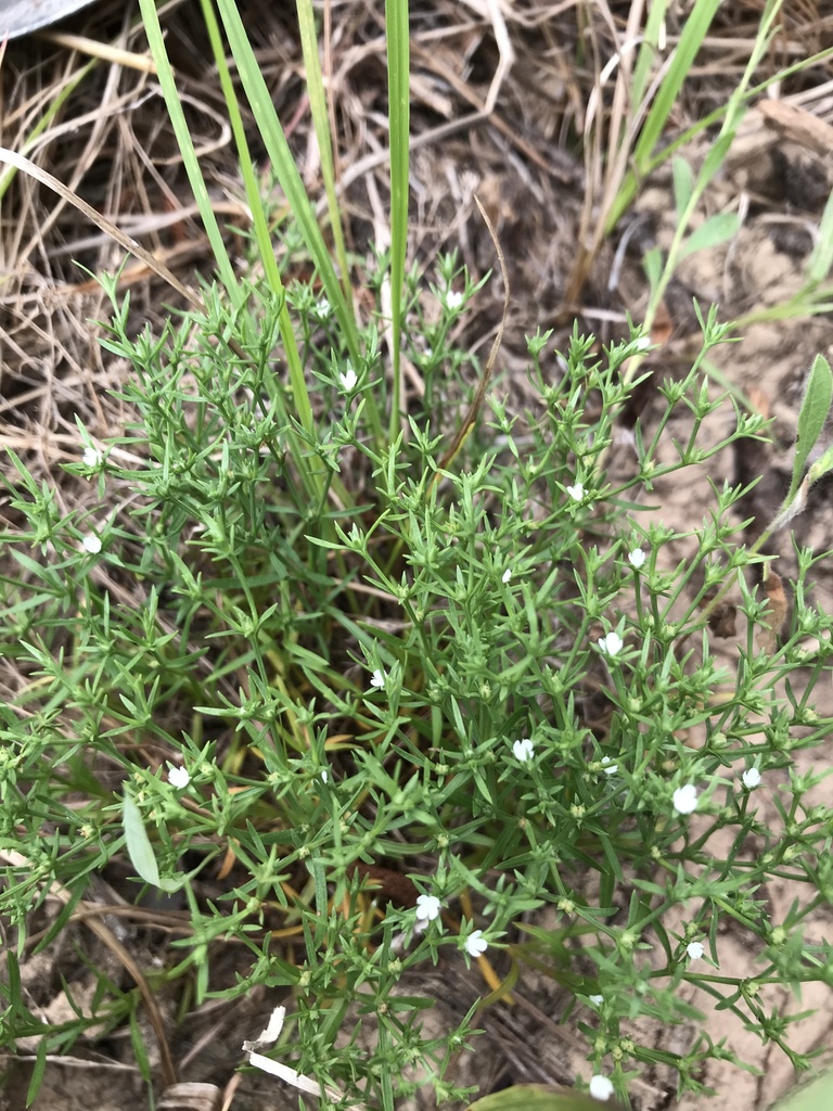 Rust Weed from PR-1C, Smithville, TX, US on May 12, 2022 at 09:28 AM by ...