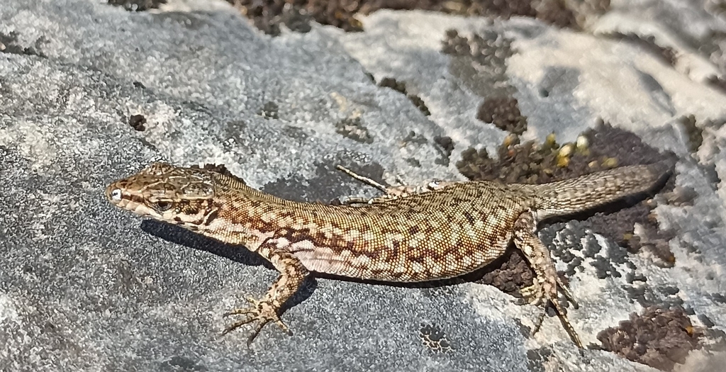 Catalonian Wall Lizard from 30440 Saint-Bresson, France on May 10, 2022 ...