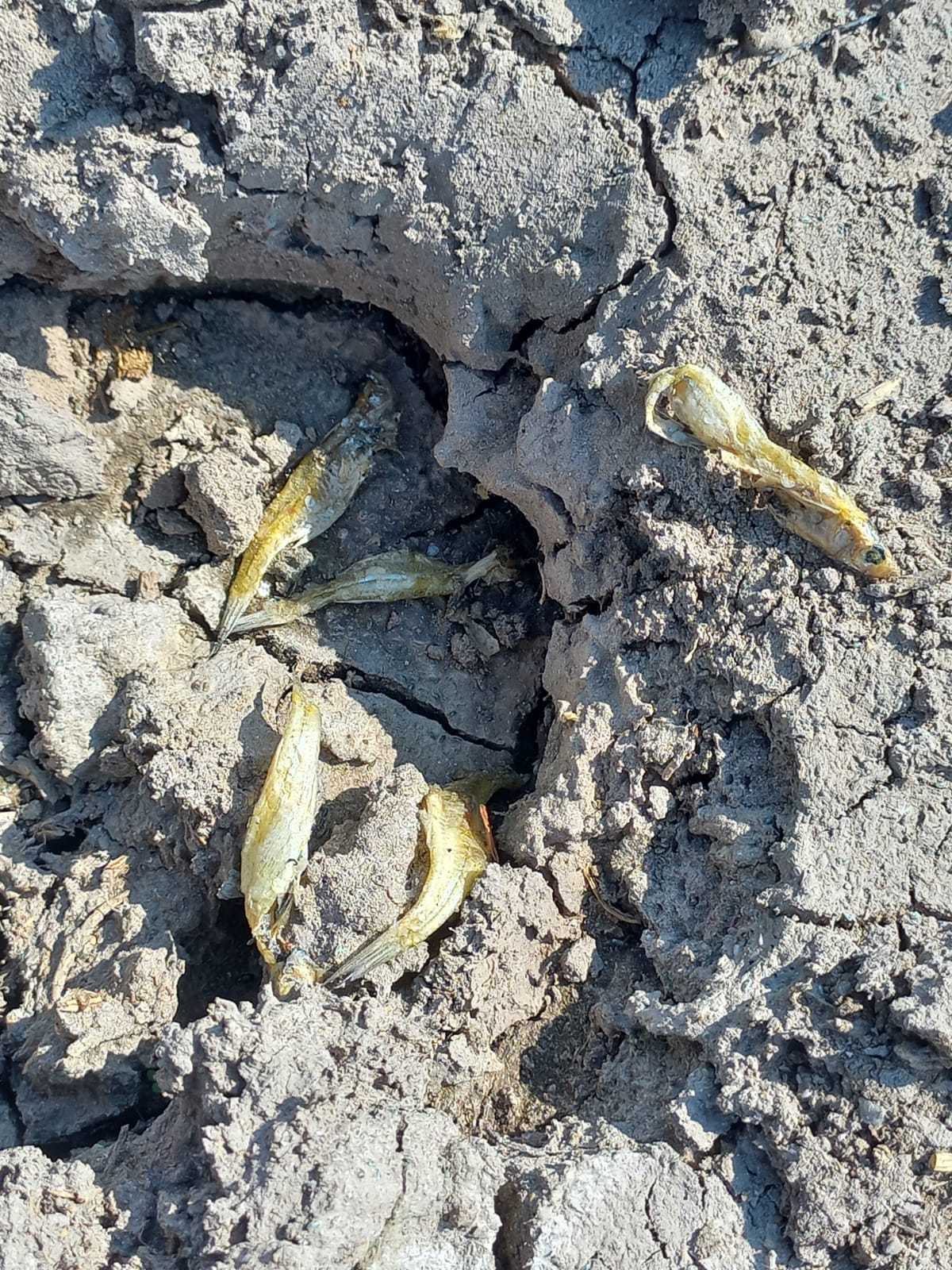 Chirostoma Swainson, 1839