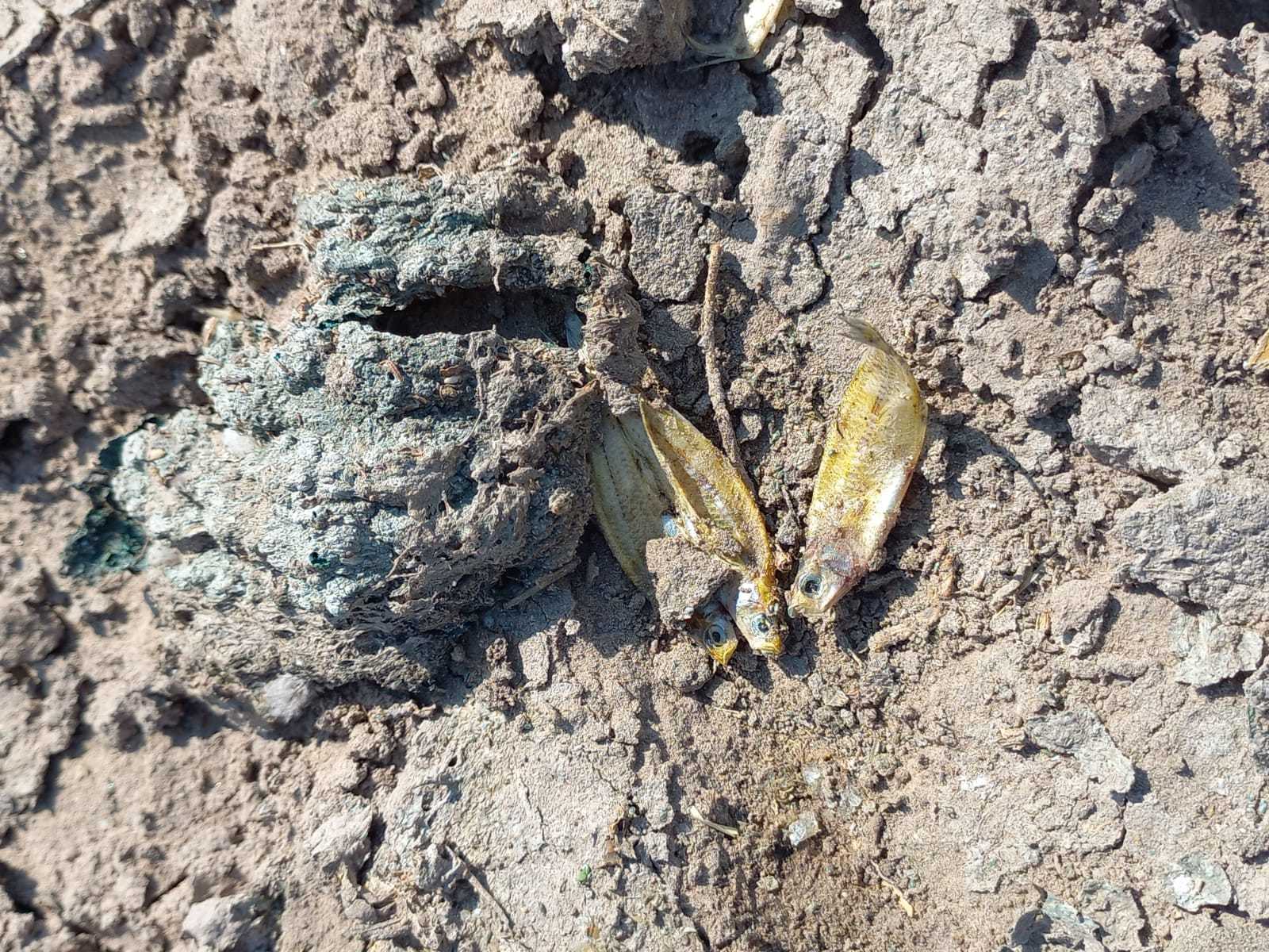 Chirostoma Swainson, 1839