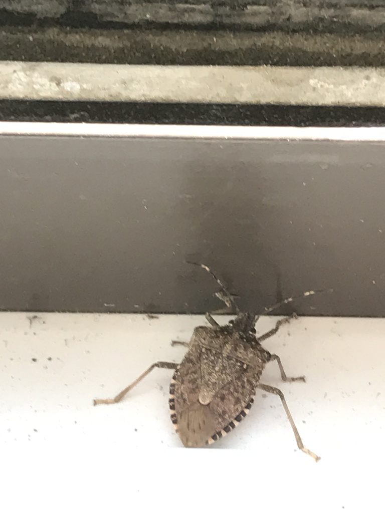 Brown Marmorated Stink Bug from Temple University - Ambler Campus ...