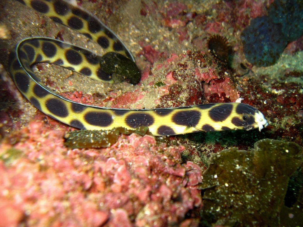 Tiger Snake Eel (Myrichthys maculosus) - Marine Life Identification