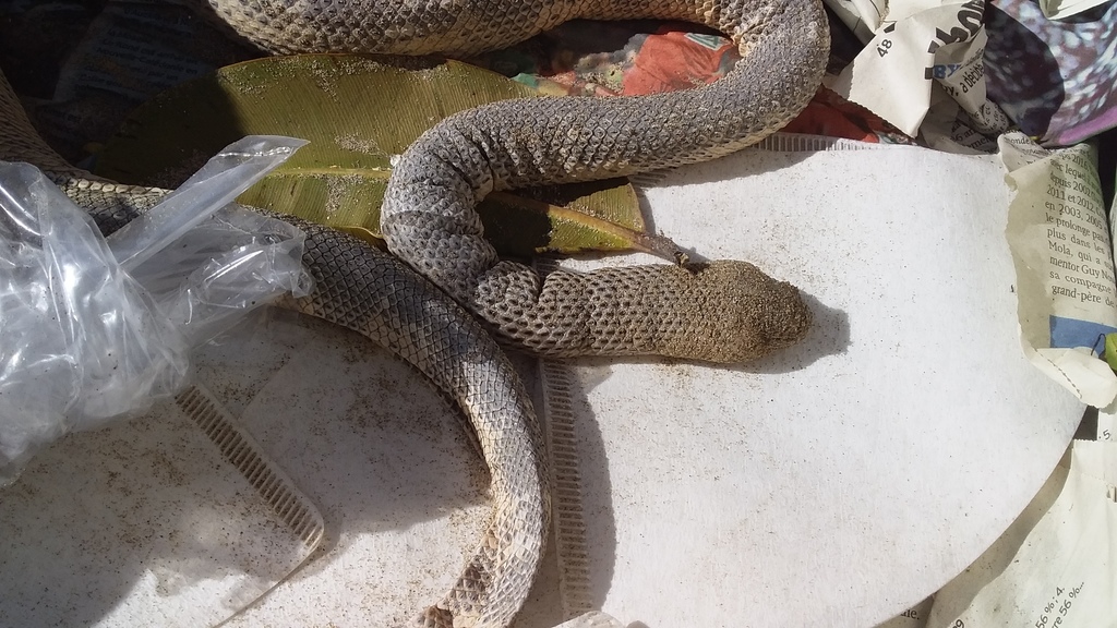 Peron's Sea Snake from Touho, Nouvelle-Calédonie on October 29, 2018 at ...