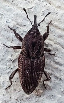 Hunting Billbug from La Habra Heights, CA, USA on March 24, 2022 at 01: ...