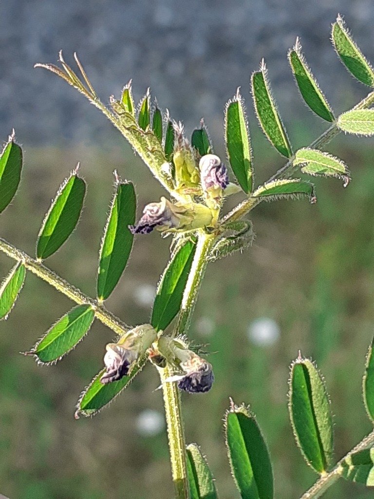 Common Vetch from Bristol and Bath Railway Path, Bath, UK on May 11 ...