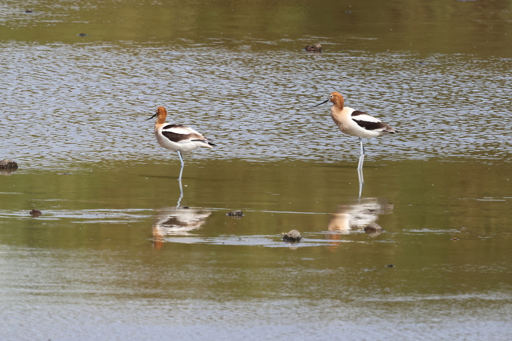 American Avocet from Henderson Bird Viewing Preserve on May 07, 2022 at ...