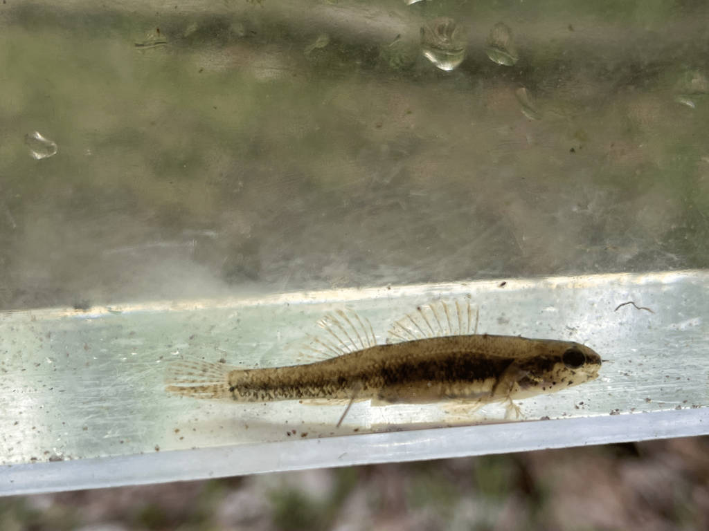 Swamp Darter from Plainsboro Township, NJ, USA on May 12, 2022 at 02:53 ...