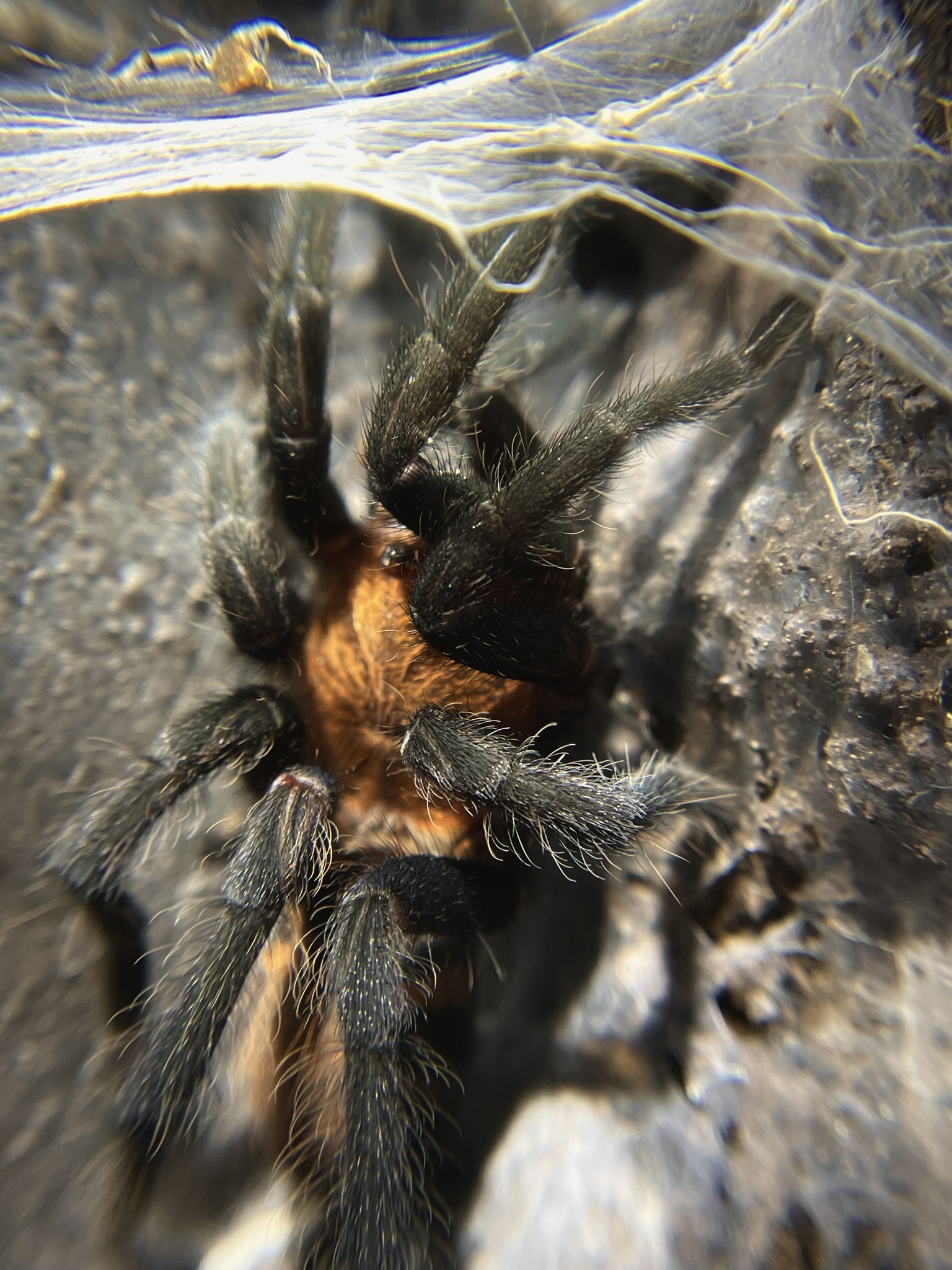 Davus ruficeps (Simon, 1891)