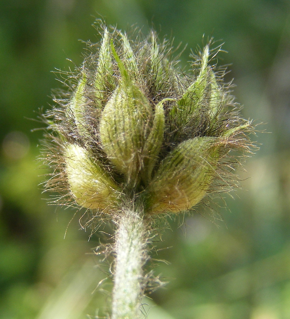 Swartberg Dottypea from Great Glass House, National Botanic Garden of ...