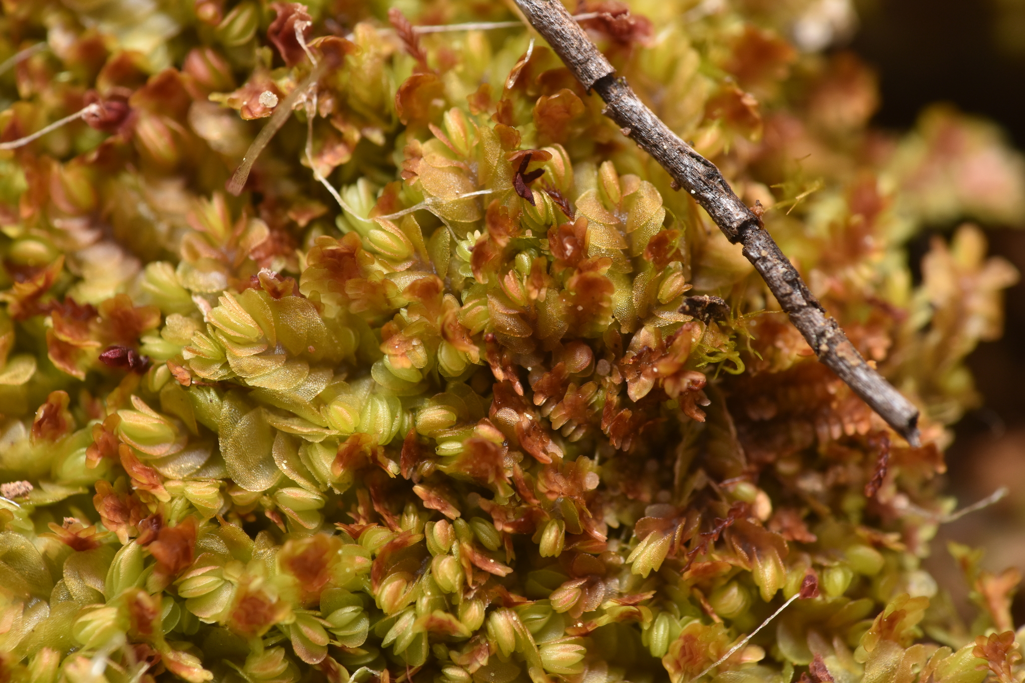 Jungermannia L.