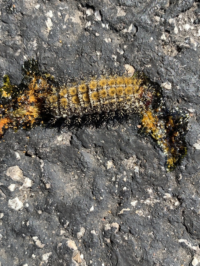 Texas Buck Moth from Adler Rd, Boerne, TX, US on May 12, 2022 at 04:50 ...