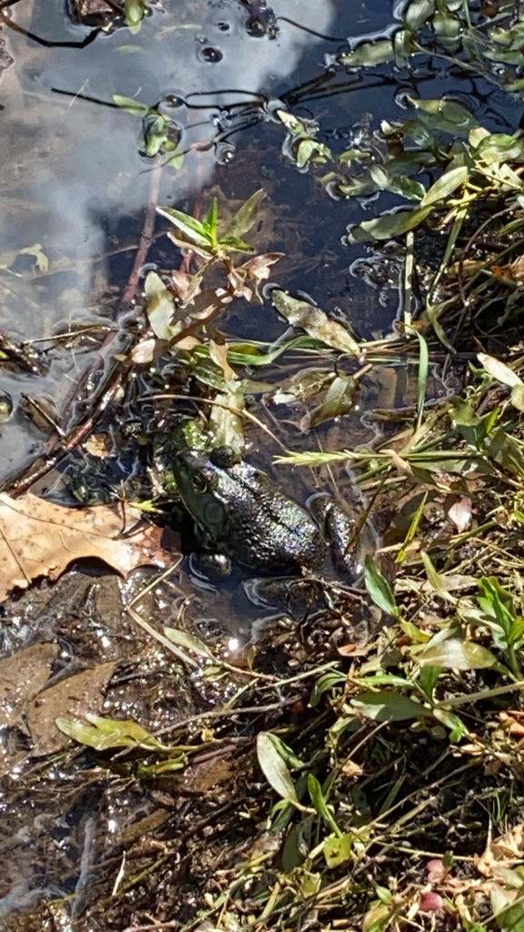 American Bullfrog from Northwest Park, Windsor, CT, US on May 12, 2022 ...