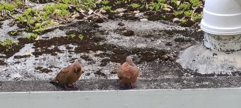 Zenaida Dove from Universidad de Puerto Rico - Cayey Cll Antonio R ...