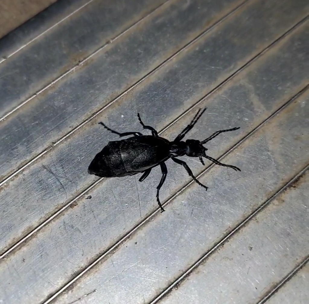 Oil Beetles in April 2022 by Ghostomelon · iNaturalist