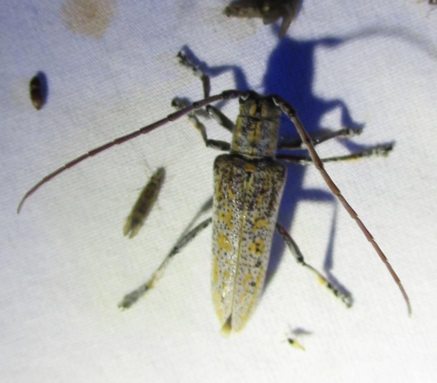 Saperda calcarata Say, 1824