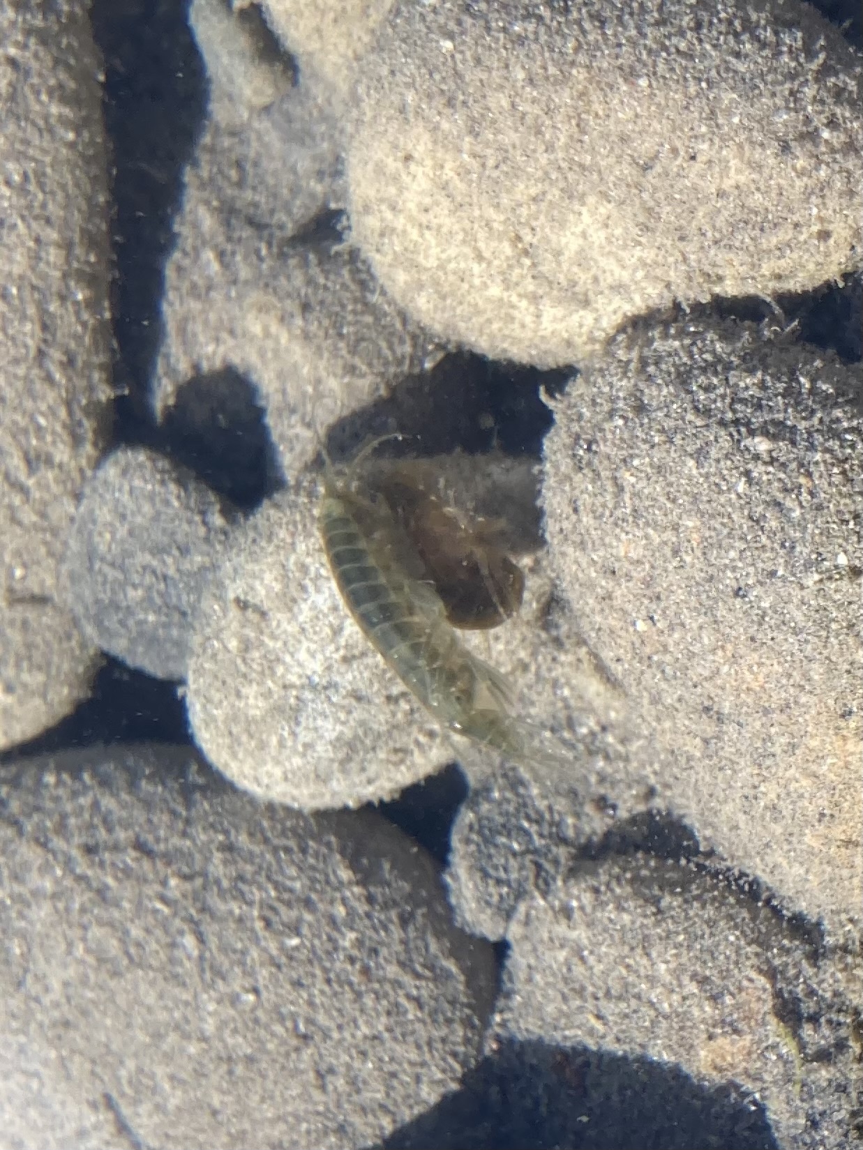 Gammarus lacustris G.O.Sars, 1863