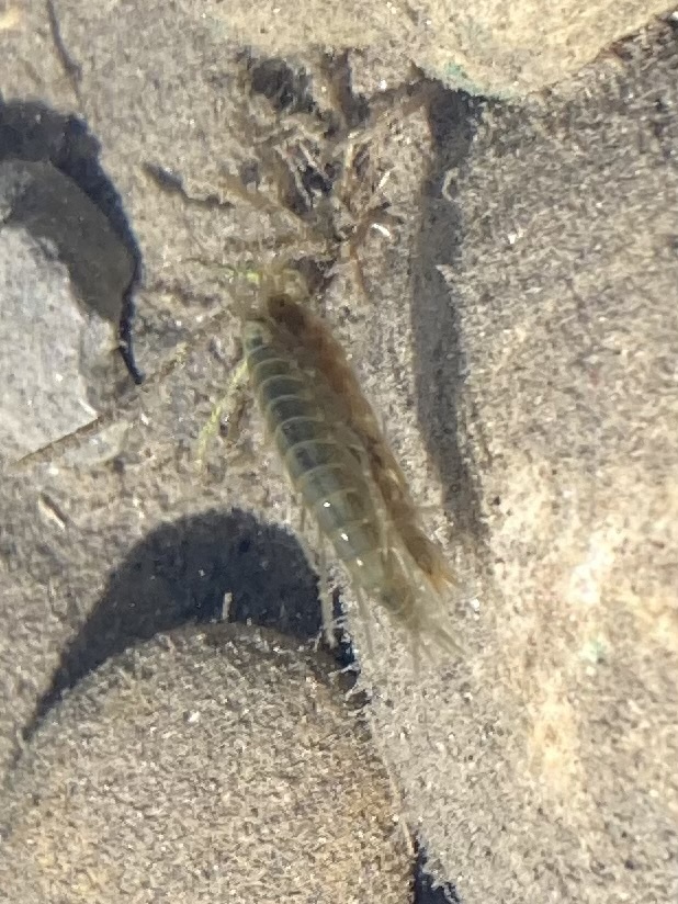 Gammarus lacustris G.O.Sars, 1863