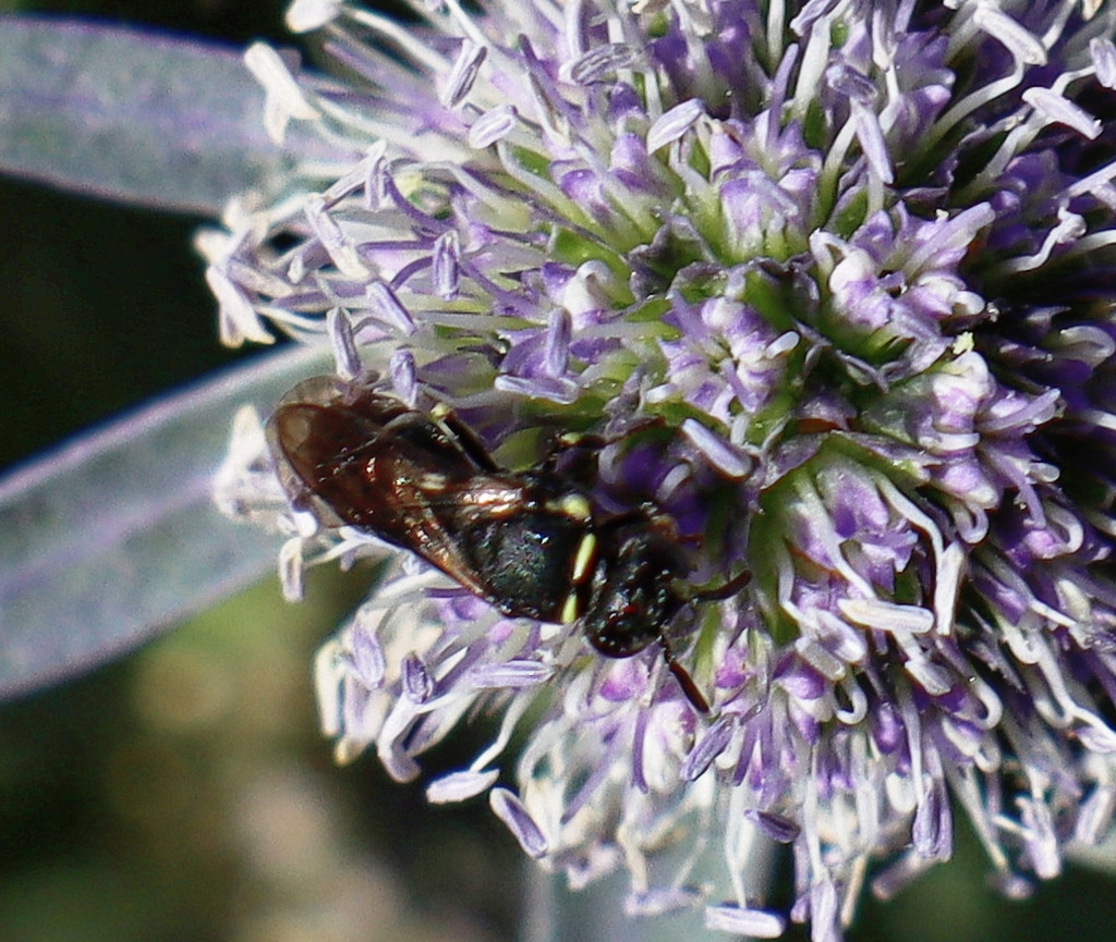 Modest Masked Bee from Home-back on May 12, 2022 at 04:42 PM by Jean ...