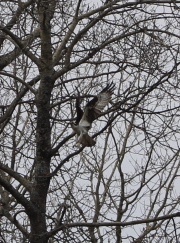 Osprey from Oden Rd, Alanson, MI, US on May 12, 2022 at 12:44 PM by ...