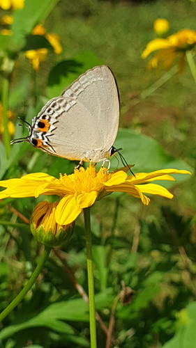 Subspecies Tajuria jalajala jalajala · iNaturalist United Kingdom